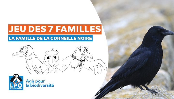 Jeu des 7 familles ESOD : La famille de la Corneille noire - LPO (Ligue pour la Protection des ...